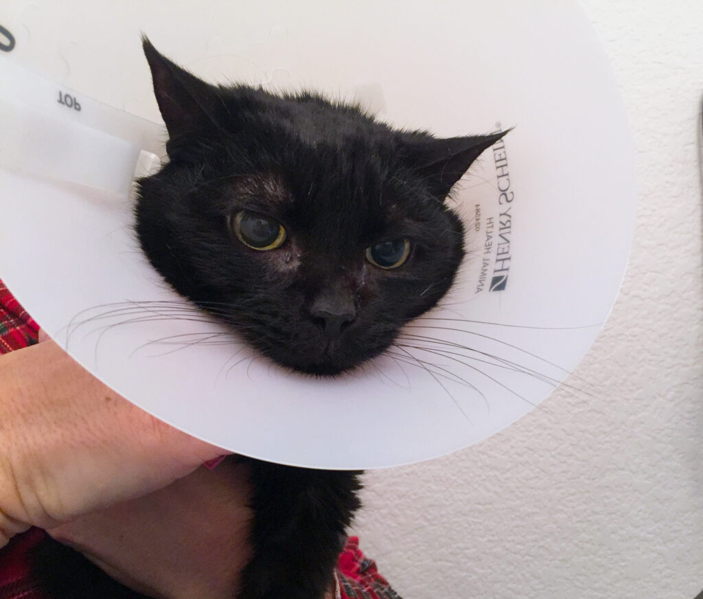 The Postoperative E-collar is Necessary for Recovery