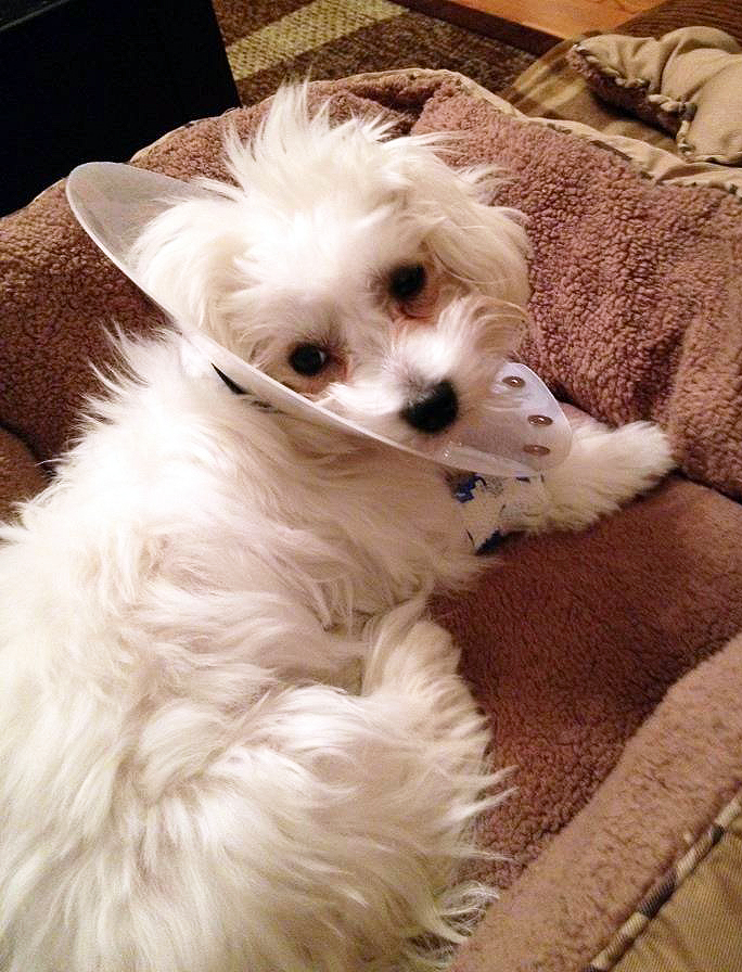 Spaying and Neutering Provides Numerous Benefits